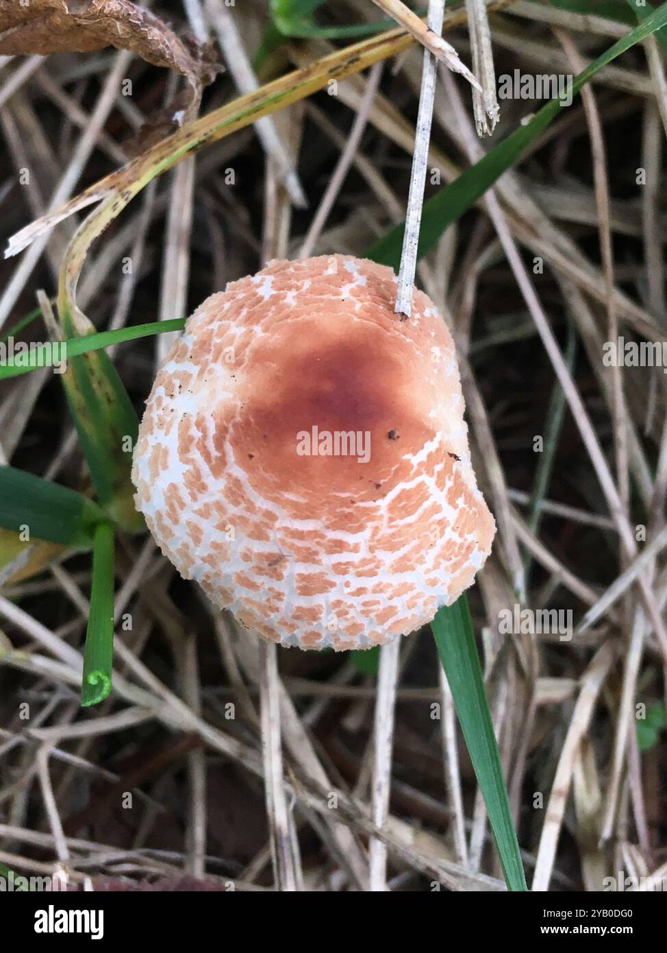 Stinking Dapperling (Lepiota cristata) Fungi Stock Photo - Alamy