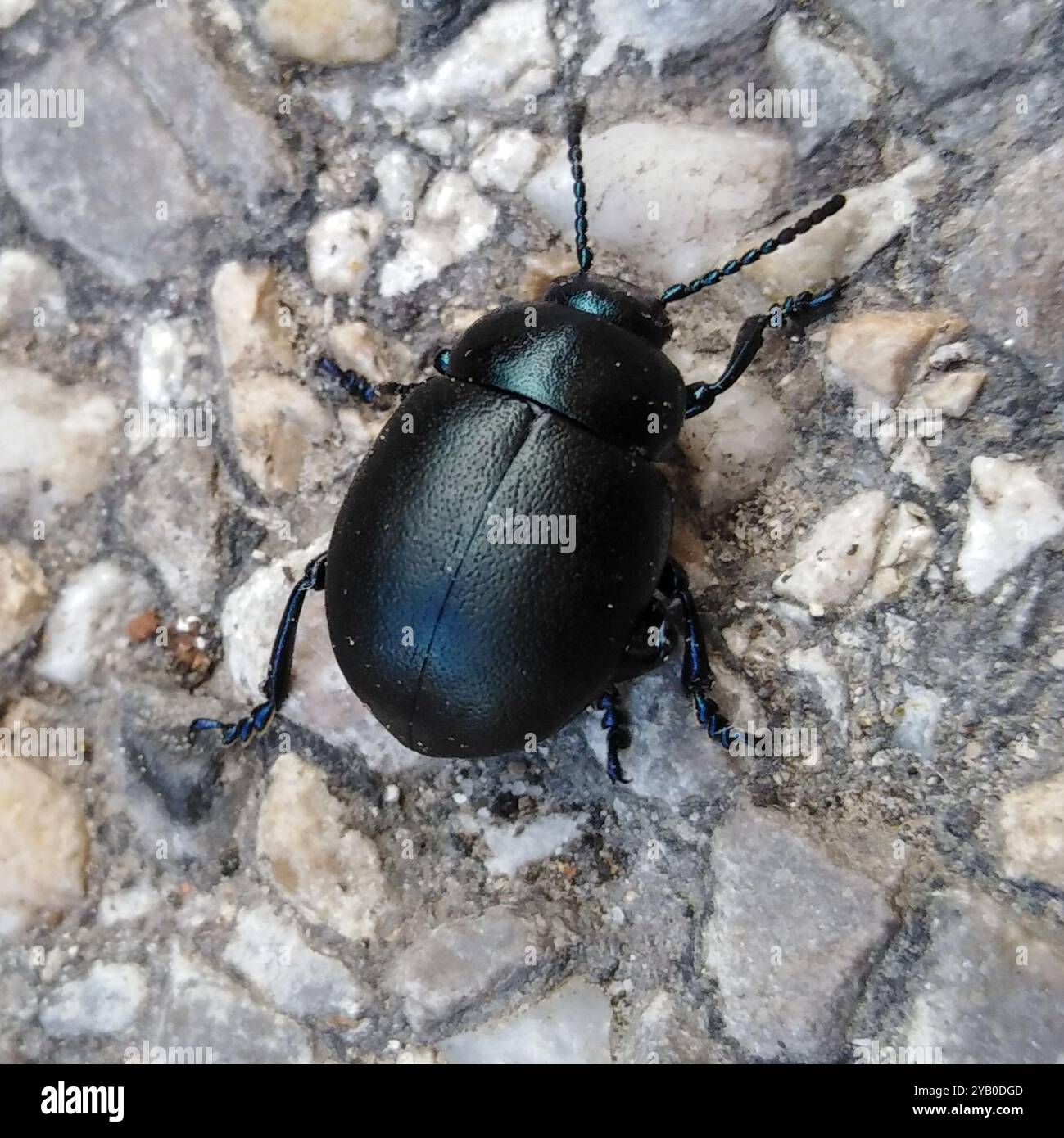 Bloody-nosed Beetle (Timarcha tenebricosa) Insecta Stock Photo - Alamy