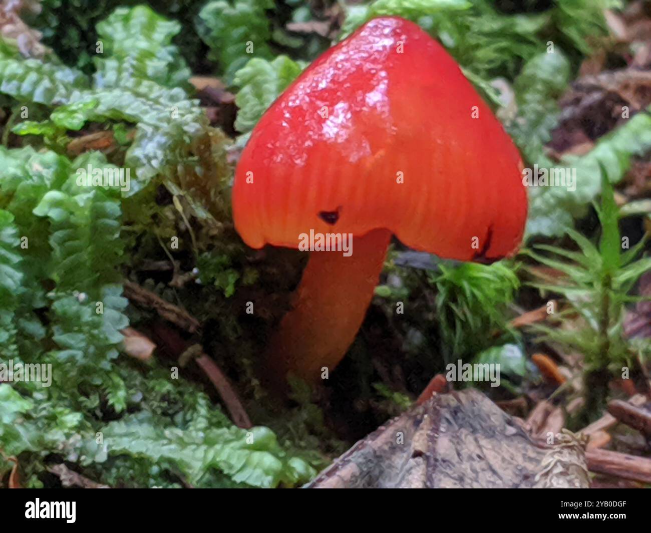 Scarlet Waxy Cap (Hygrocybe coccinea) Fungi Stock Photo - Alamy
