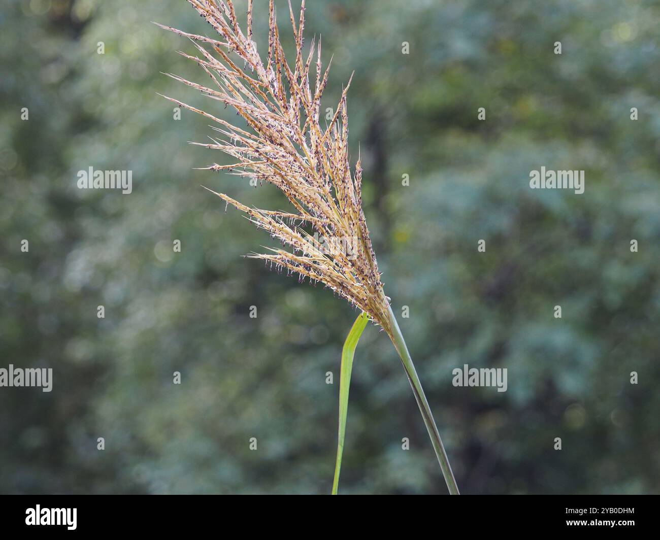 sugarcane plumegrass (Erianthus giganteus) Plantae Stock Photo - Alamy
