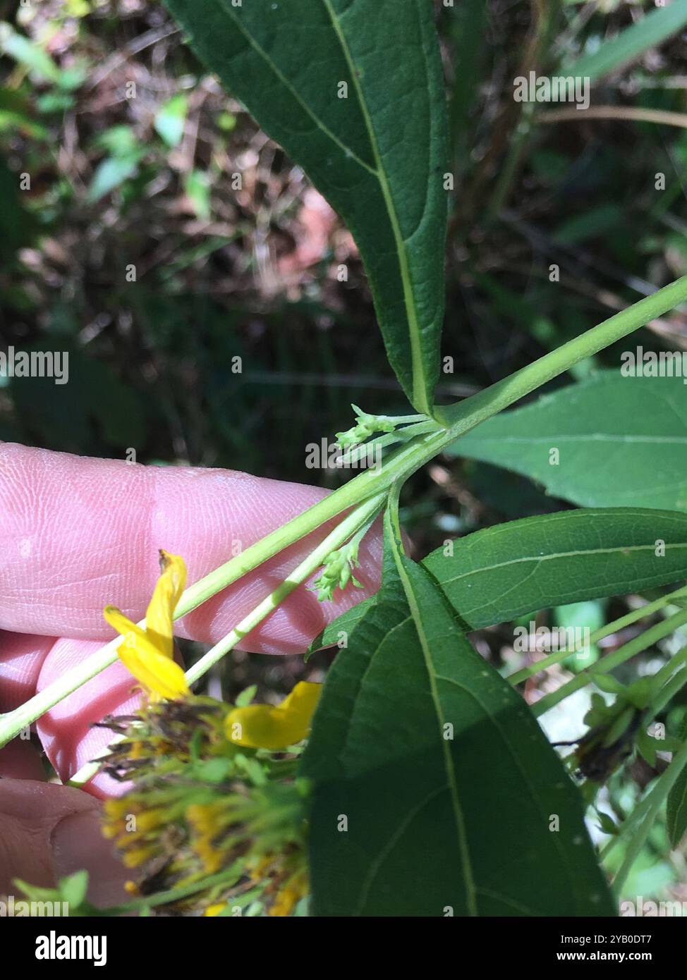 Yellow Crownbeard (Verbesina occidentalis) Plantae Stock Photo - Alamy