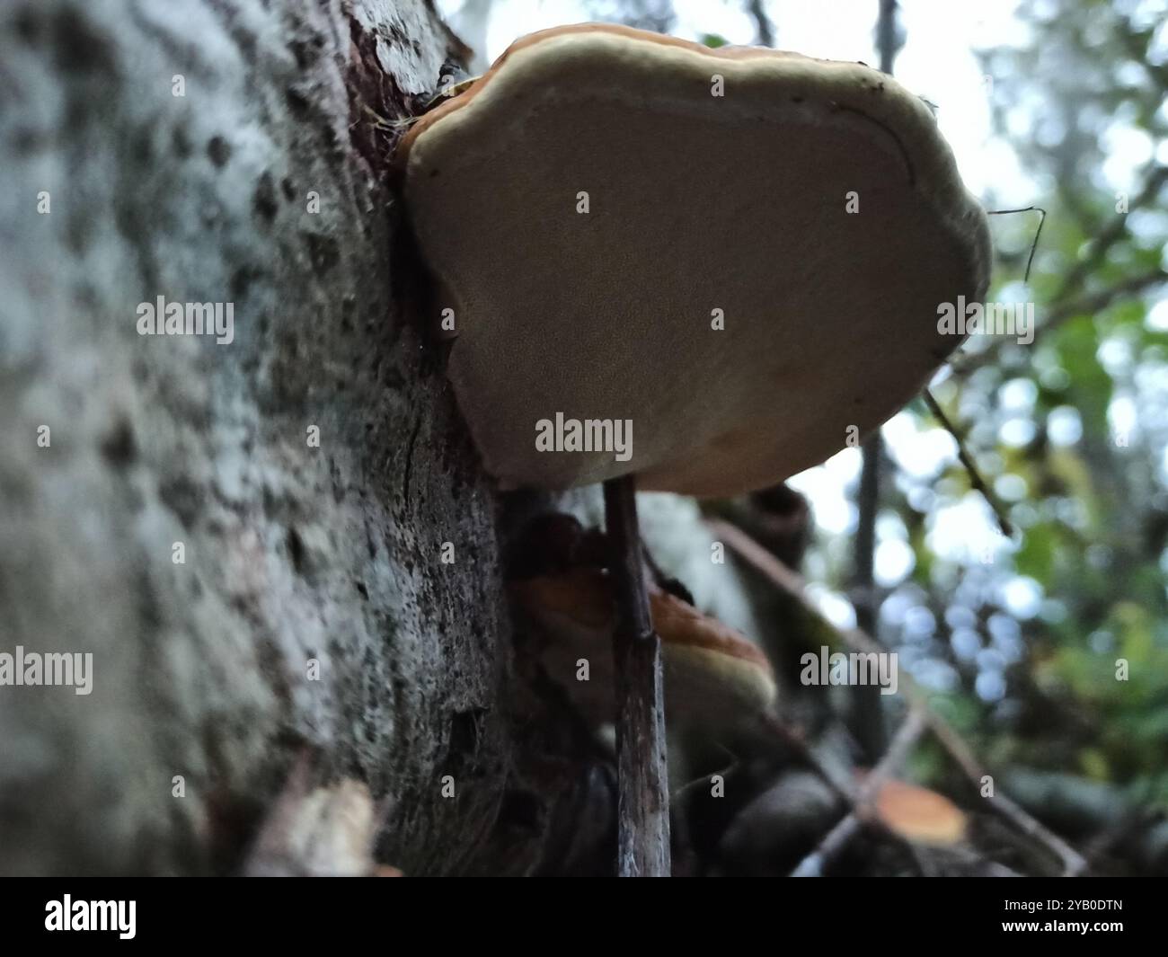 Red-banded Polypore (Fomitopsis pinicola) Fungi Stock Photo - Alamy