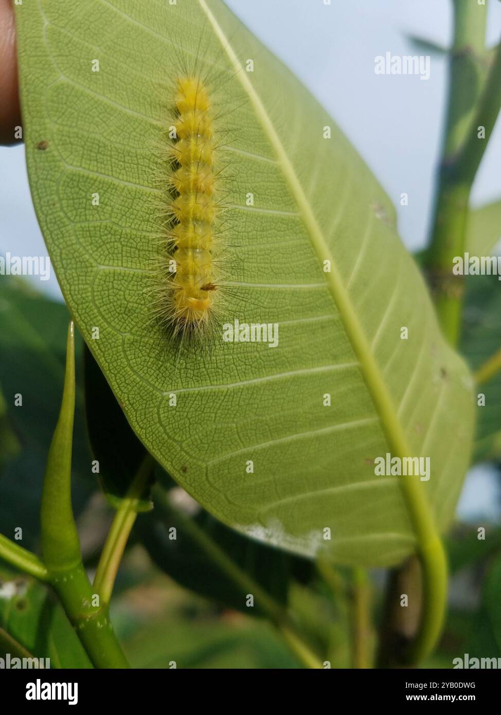 Edwards' Wasp Moth (Lymire edwardsii) Insecta Stock Photo - Alamy