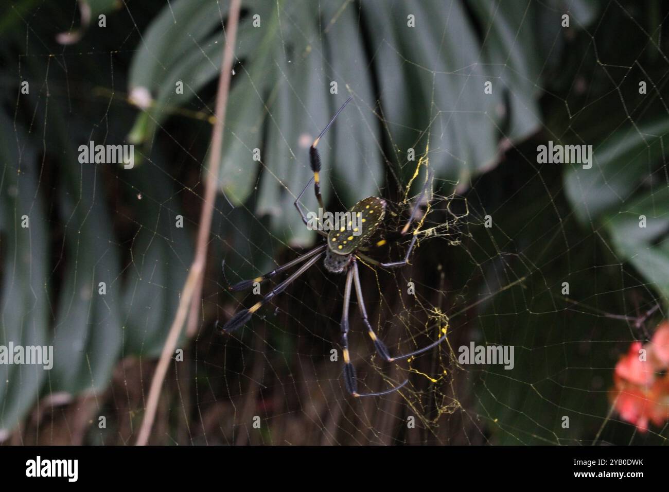 Golden Silk Spider (Trichonephila clavipes) Arachnida Stock Photo - Alamy