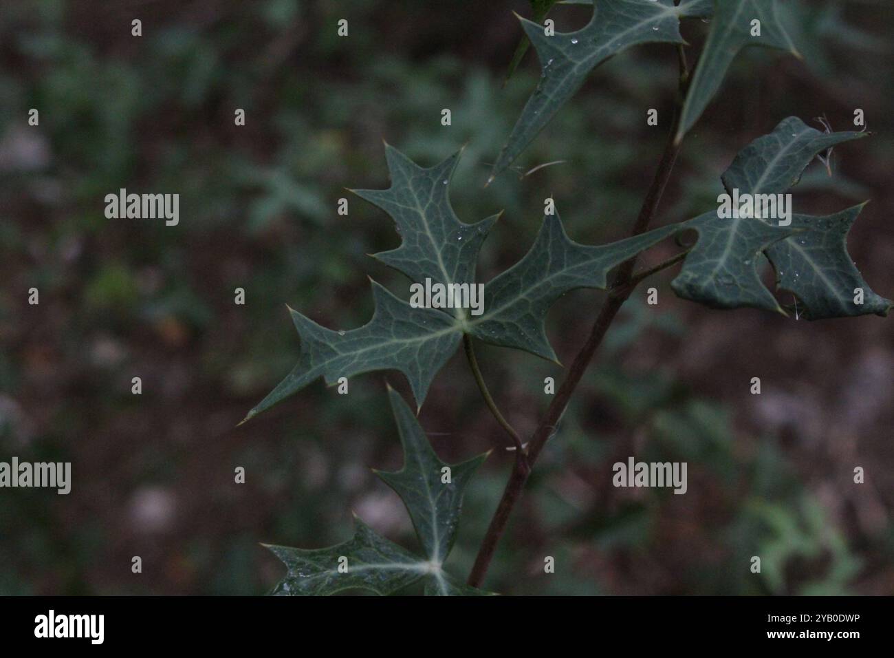 Agarita (Berberis trifoliolata) Plantae Stock Photo - Alamy