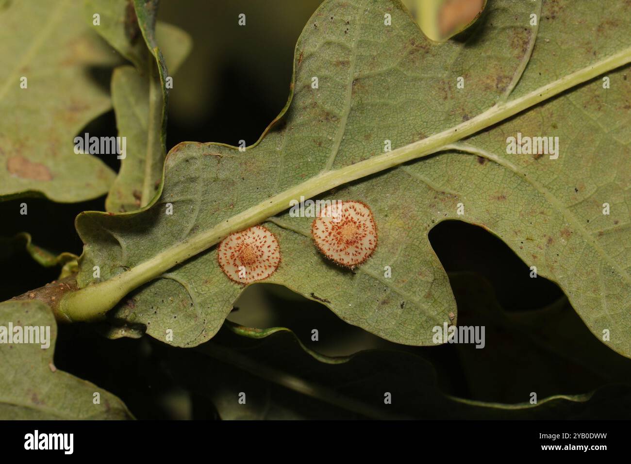 Common Spangle Gall Wasp (Neuroterus quercusbaccarum) Insecta Stock ...