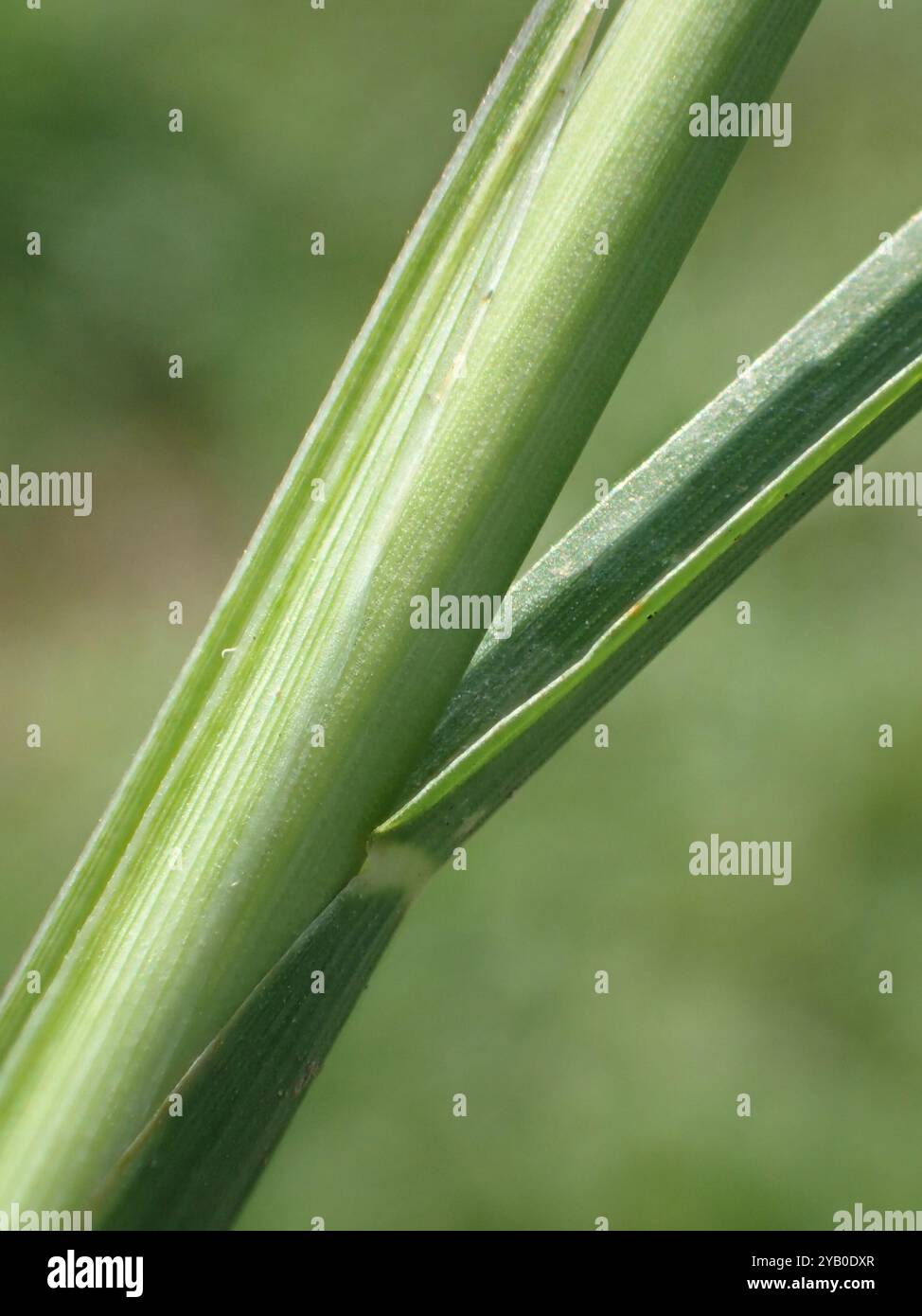 Jungle Rice (Echinochloa colonum) Plantae Stock Photo - Alamy