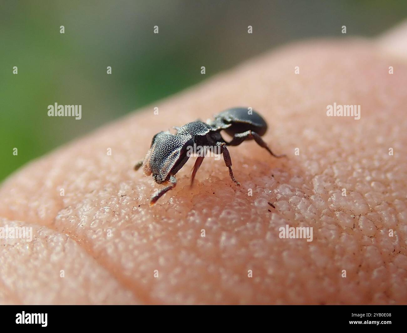 Depressus-group Turtle Ants (Cephalotes depressus) Insecta Stock Photo ...