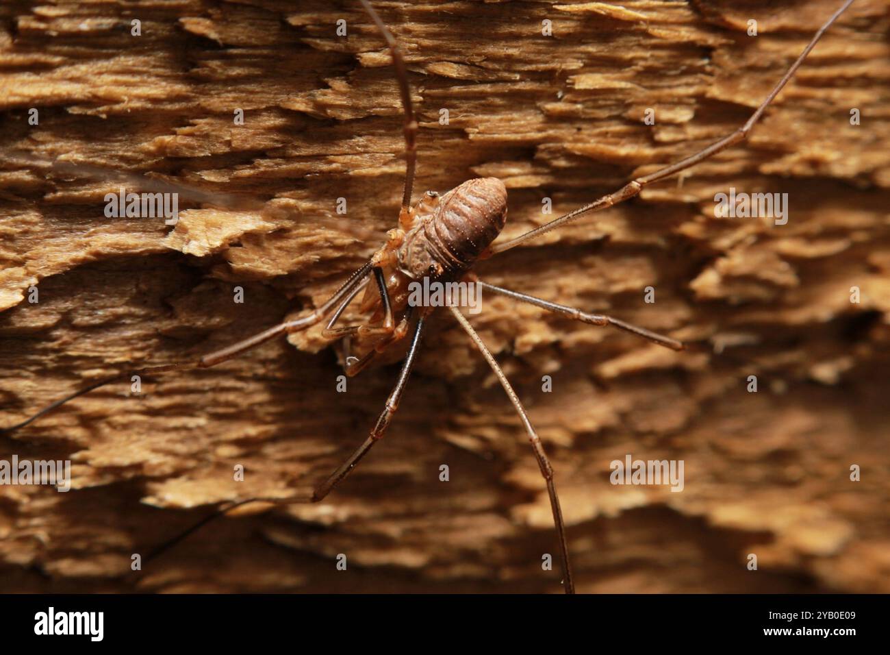 European Harvestman (Phalangium opilio) Arachnida Stock Photo - Alamy