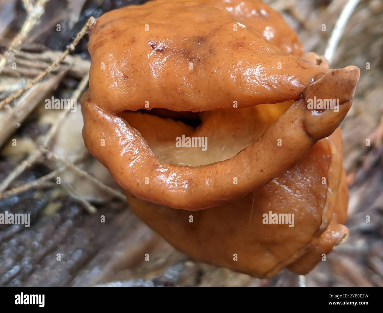 Saddle-shaped False Morel (Gyromitra infula) Fungi Stock Photo - Alamy