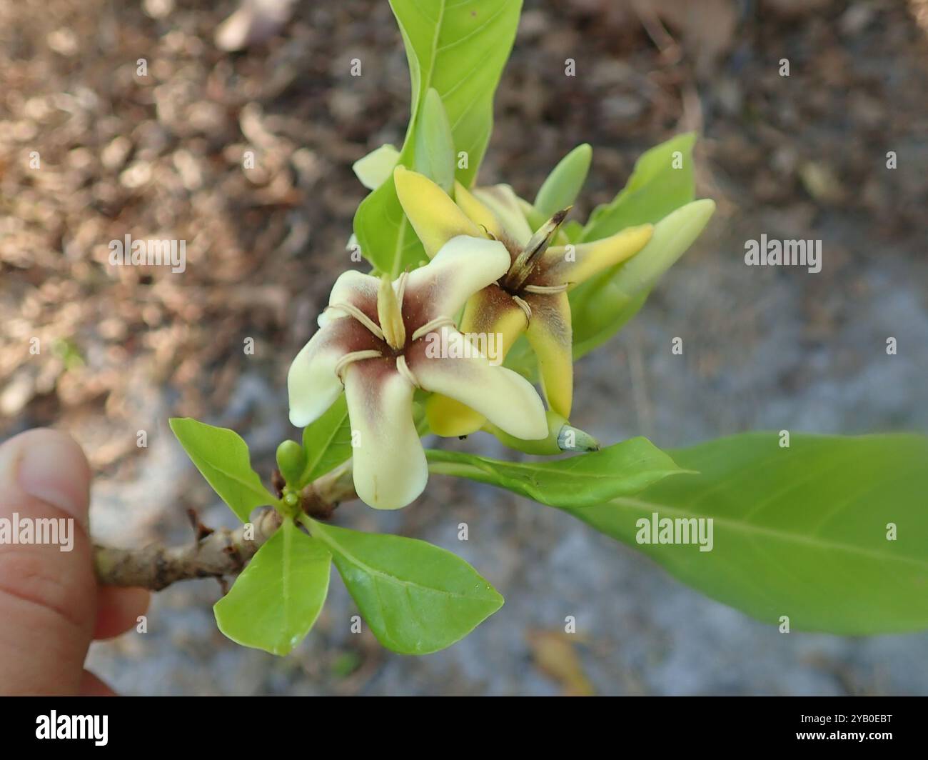 Genipap tree hi-res stock photography and images - Alamy