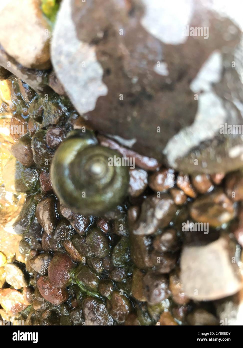 Common Apple Snails (Pomacea) Mollusca Stock Photo - Alamy
