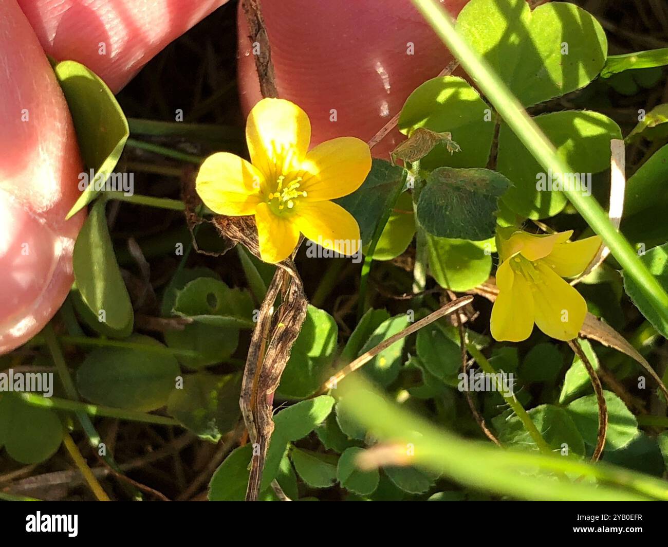 upright yellow woodsorrel (Oxalis stricta) Plantae Stock Photo - Alamy