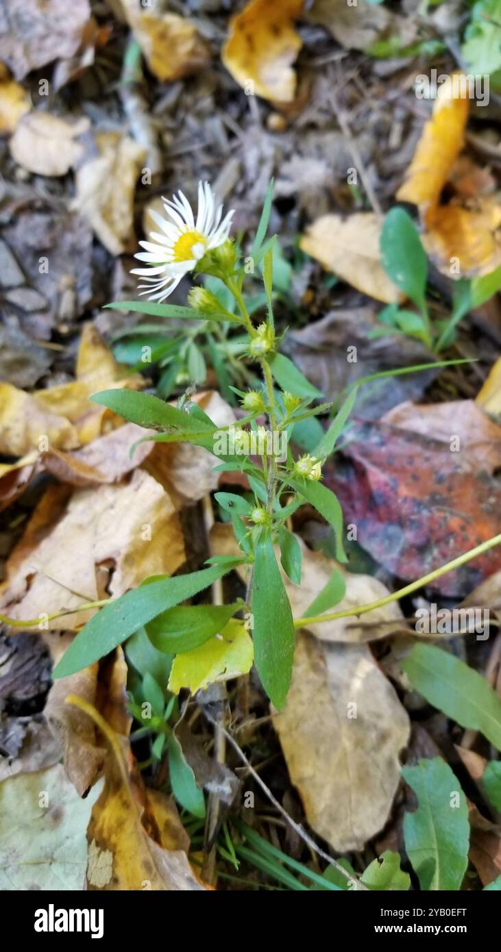 hairy white oldfield aster (Symphyotrichum pilosum) Plantae Stock Photo ...