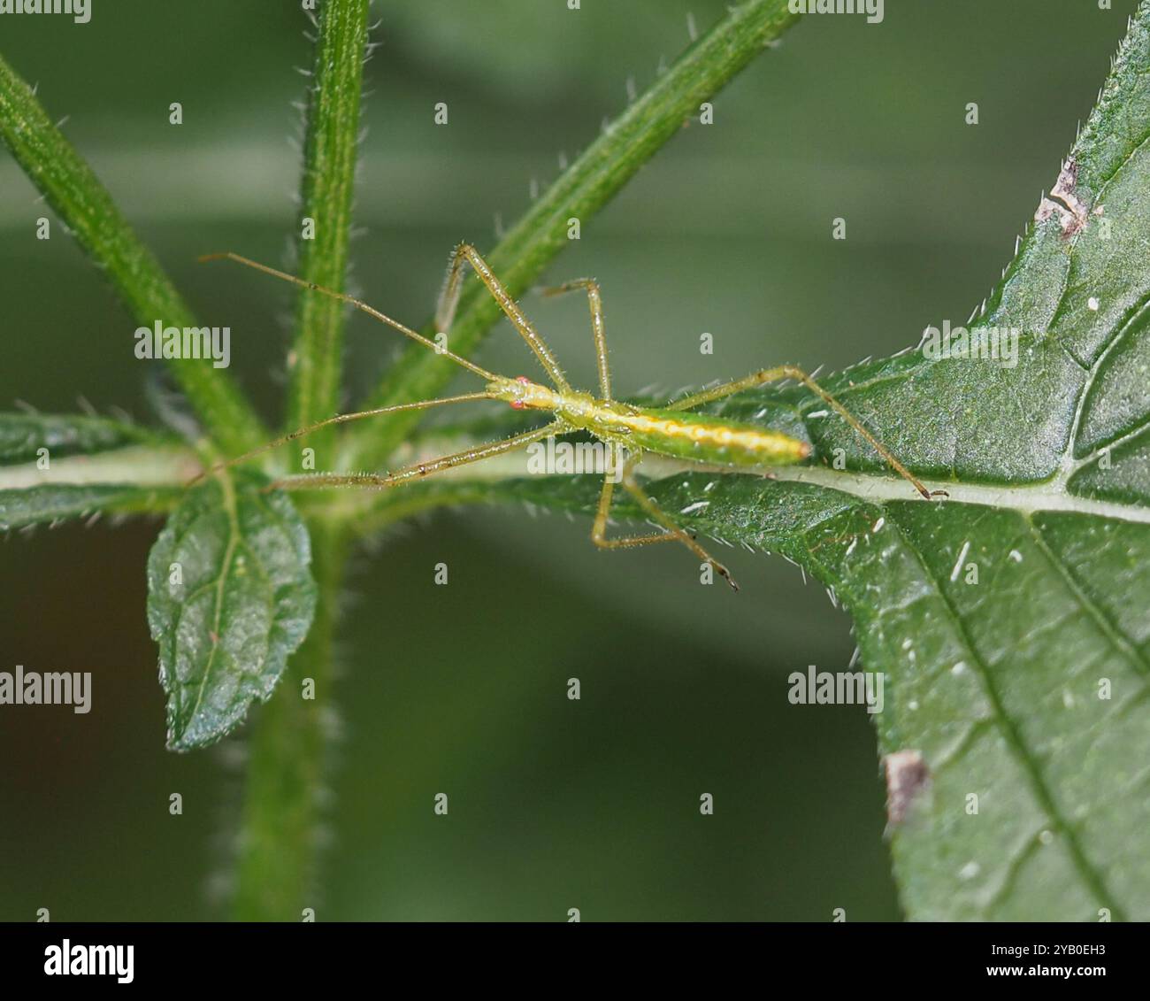 Pale Green Assassin Bug (Zelus luridus) Insecta Stock Photo - Alamy