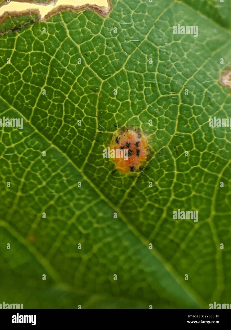 rust fungi (Pucciniales) Fungi Stock Photo - Alamy