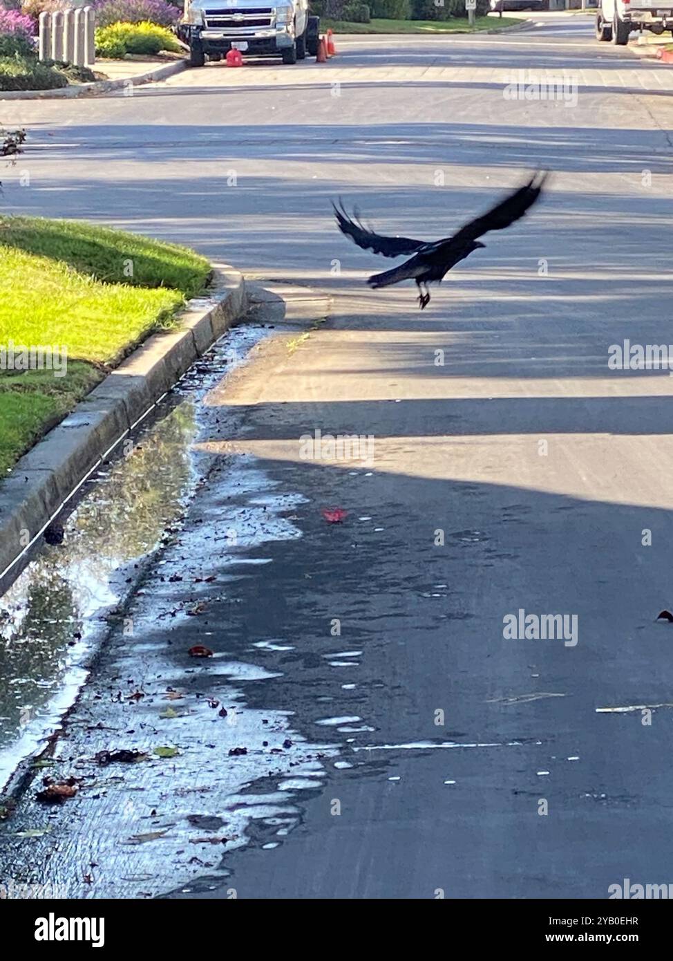 Common Raven (Corvus corax) Aves Stock Photo - Alamy