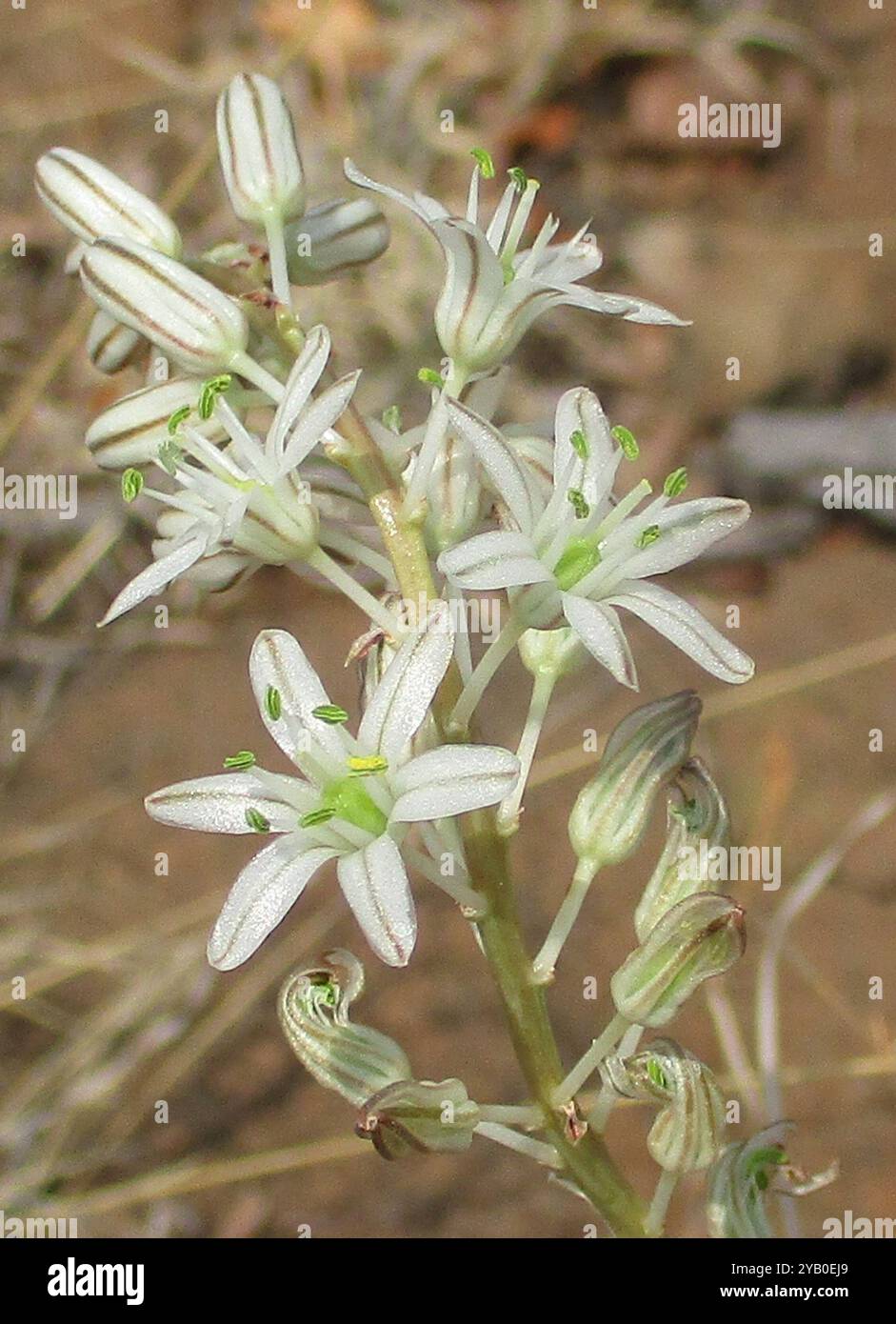 Red Squill (Drimia sanguinea) Plantae Stock Photo - Alamy