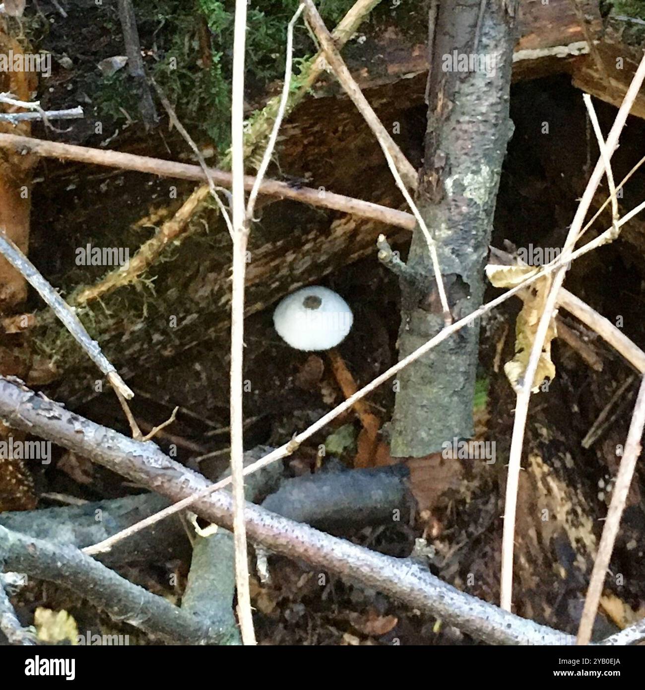 Skullcap Dapperling (Leucocoprinus brebissonii) Fungi Stock Photo - Alamy