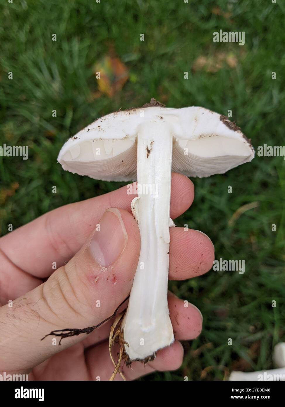 White Dapperling (Leucoagaricus leucothites) Fungi Stock Photo - Alamy