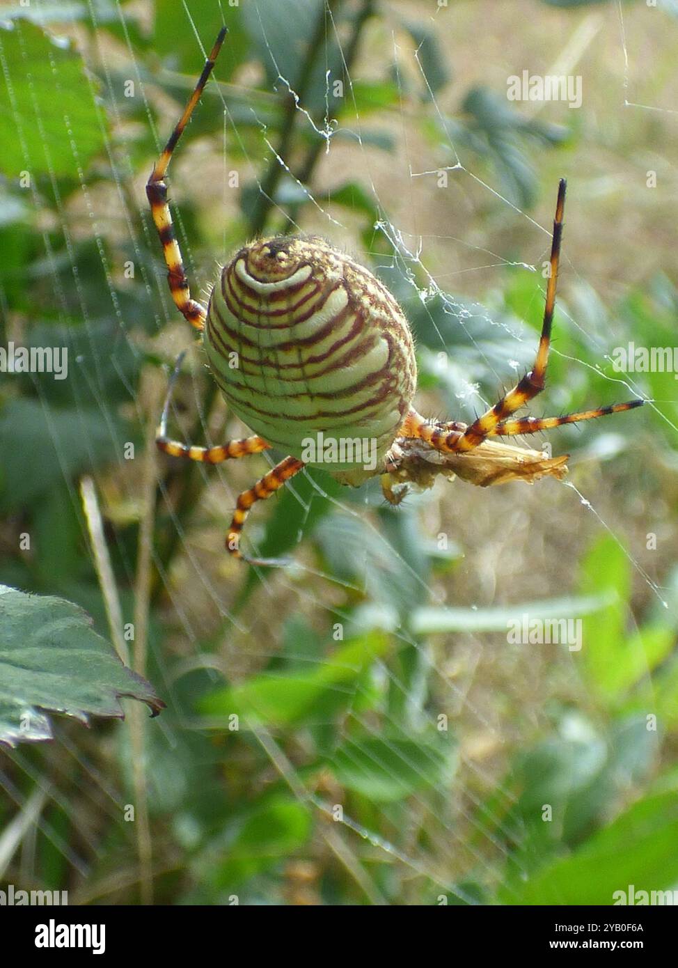 Banded Garden Spider (Argiope trifasciata) Arachnida Stock Photo - Alamy