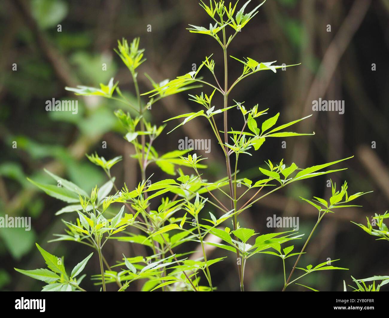 Five-leaved chaste tree (Vitex negundo) Plantae Stock Photo - Alamy