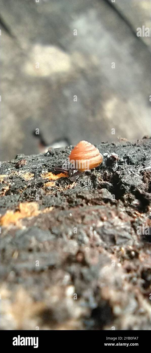 Tawny Glass-snail (Euconulus fulvus) Mollusca Stock Photo - Alamy