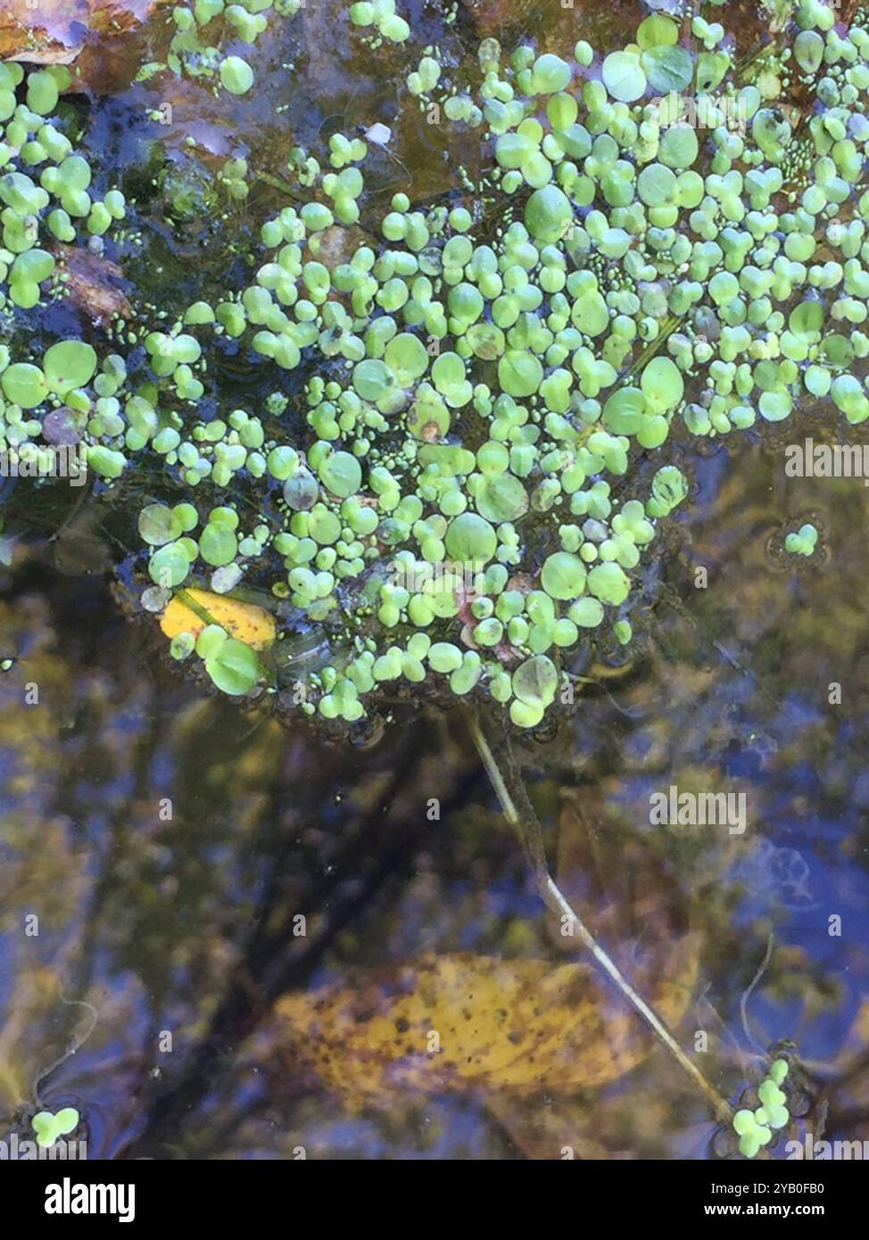 duckweeds (Lemnoideae) Plantae Stock Photo - Alamy