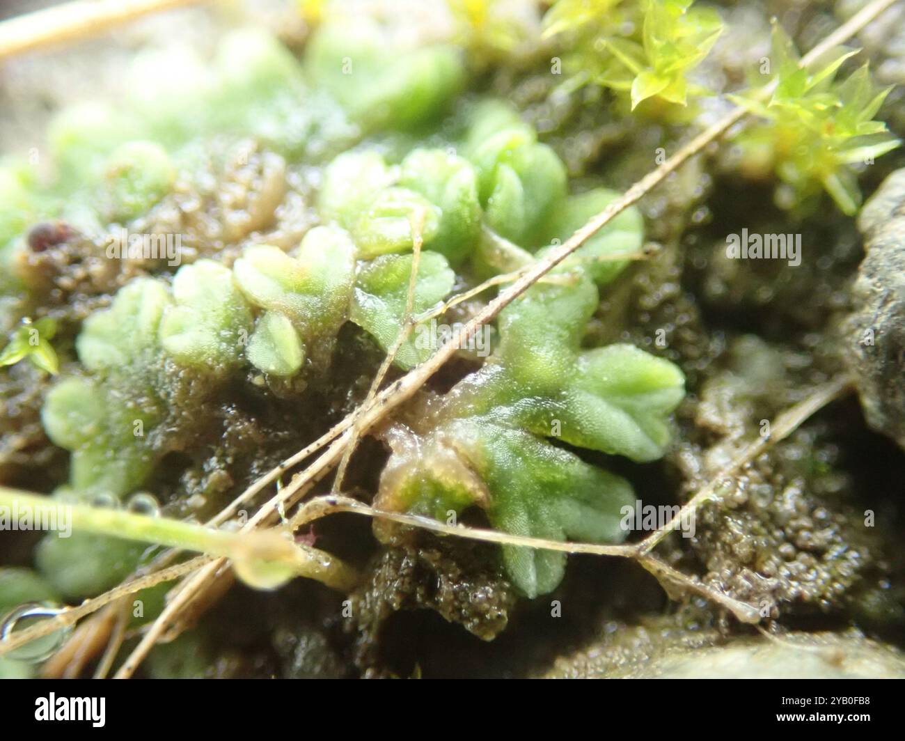Common Crystalwort (Riccia sorocarpa) Plantae Stock Photo - Alamy