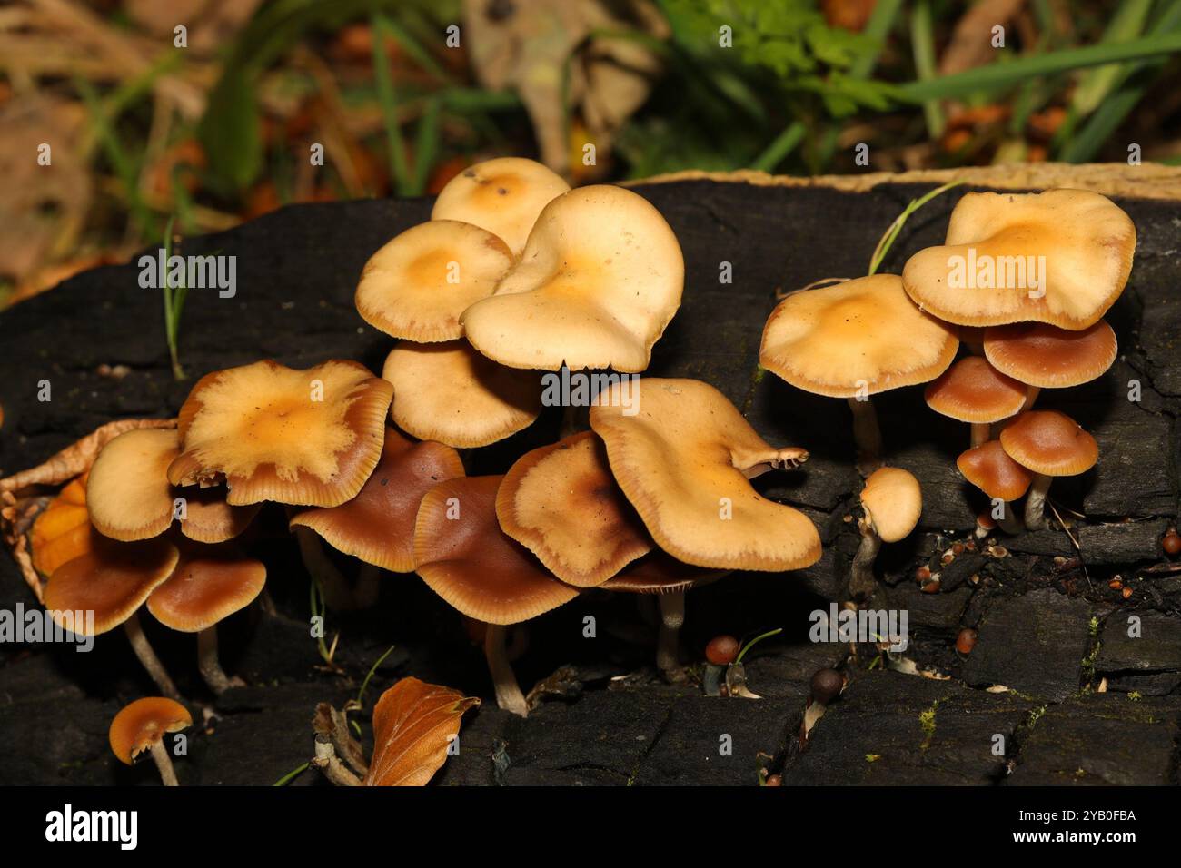 Wavy Cap (Psilocybe cyanescens) Fungi Stock Photo - Alamy