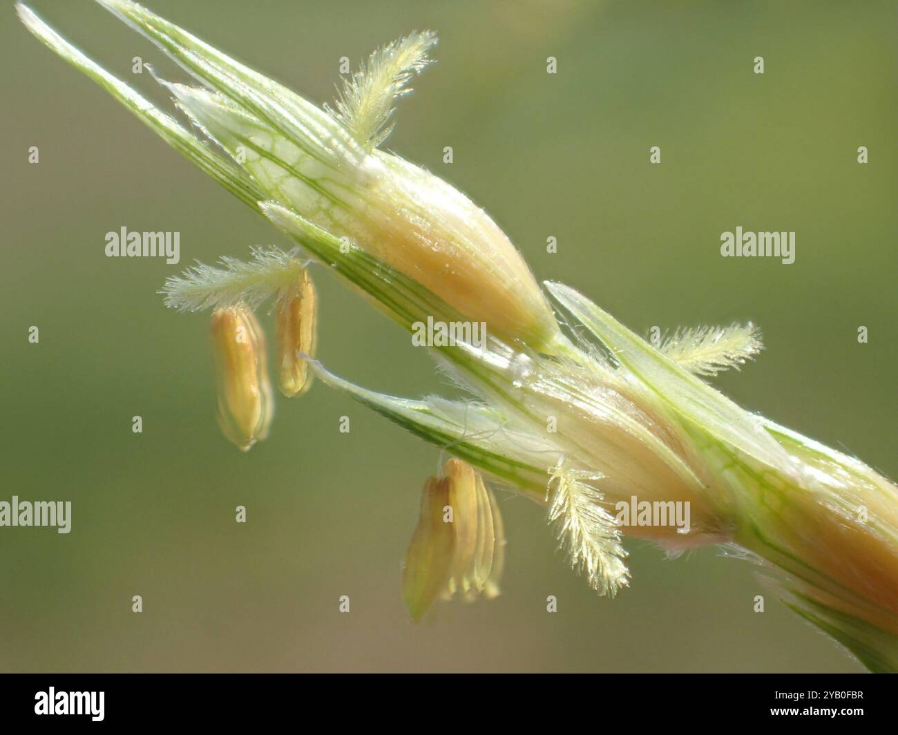 Wild Sorghum (Sorghum bicolor verticilliflorum) Plantae Stock Photo - Alamy
