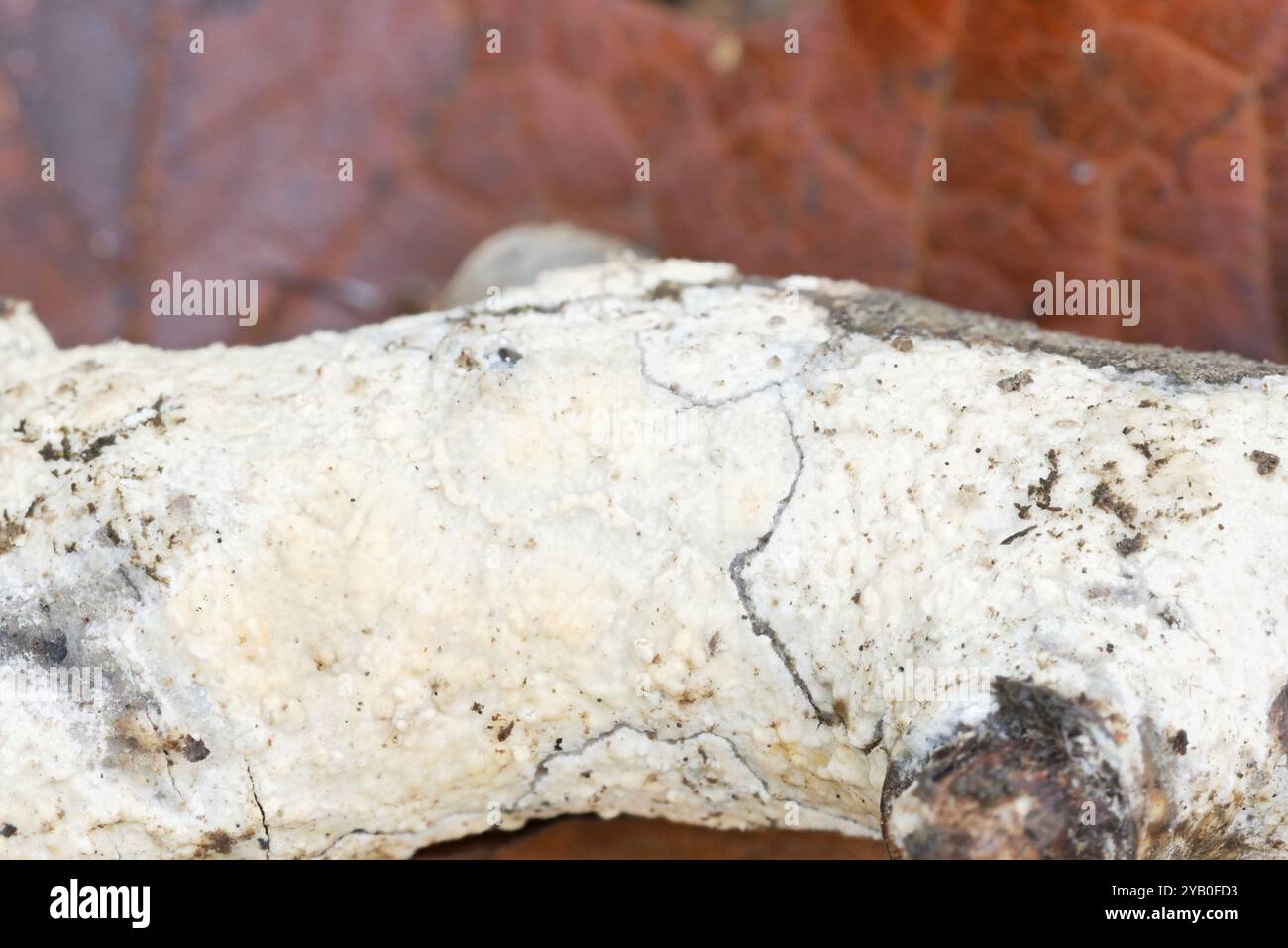 Toothed Crust (Basidioradulum radula) Fungi Stock Photo - Alamy