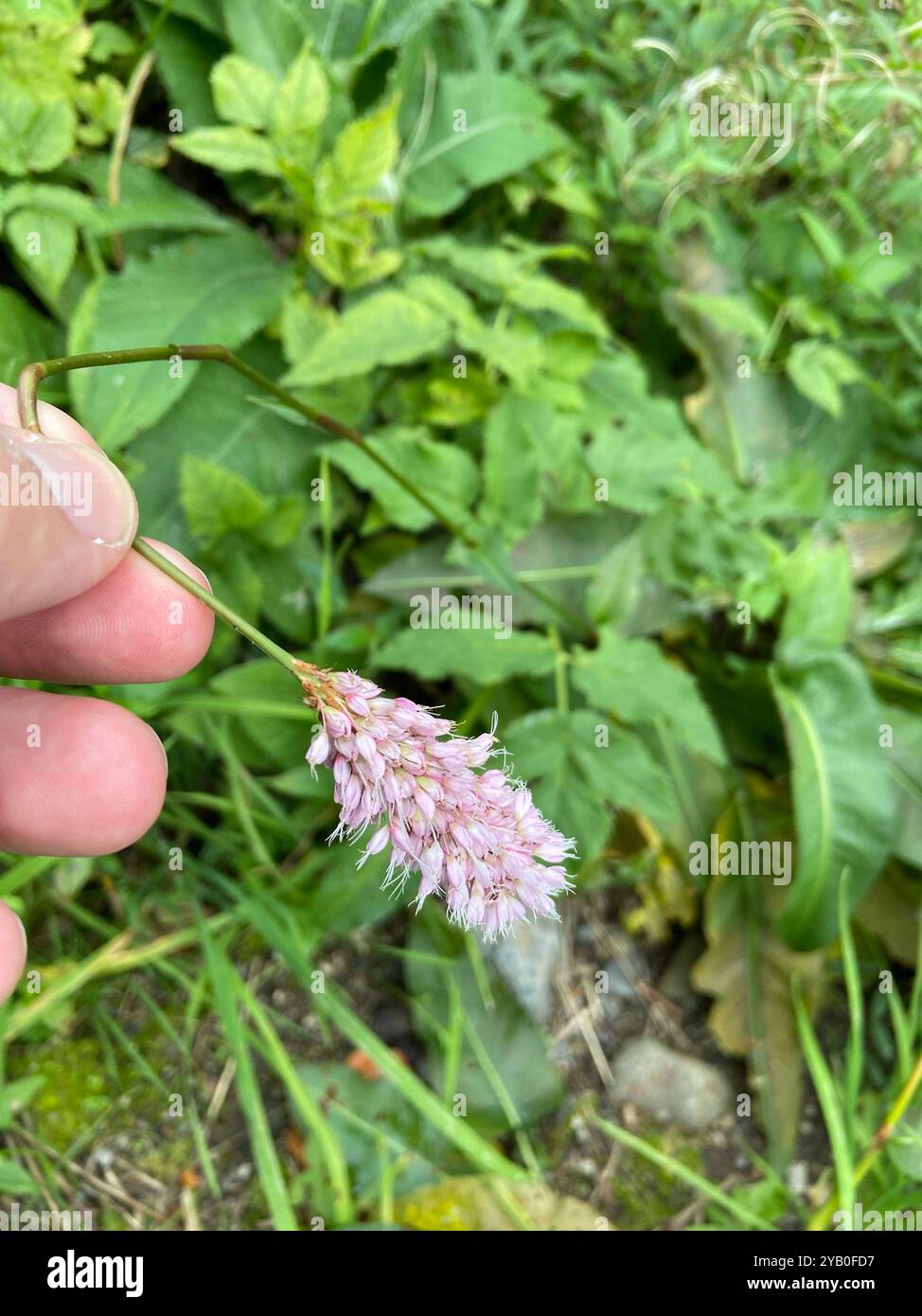 common bistort (Bistorta officinalis) Plantae Stock Photo - Alamy