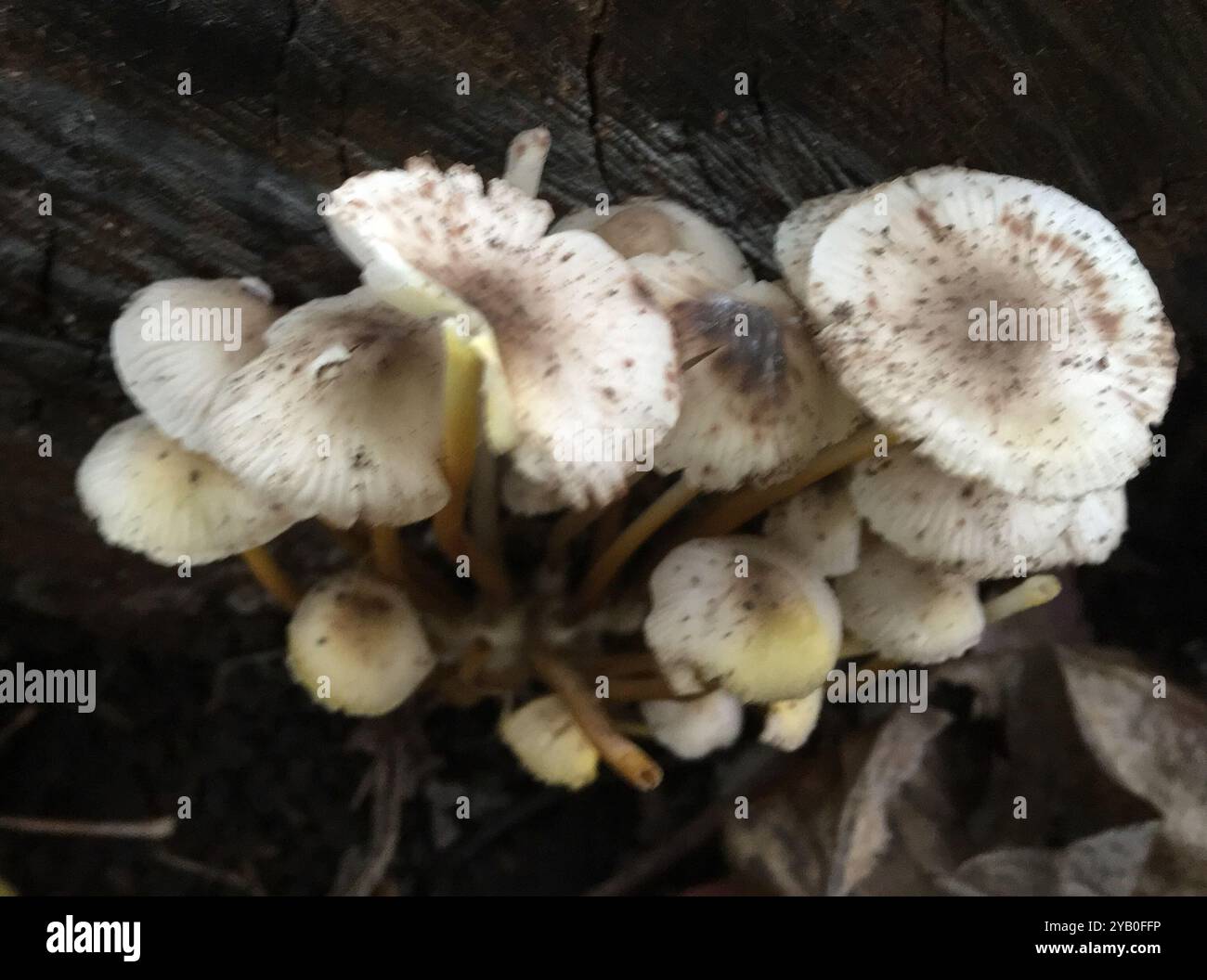 clustered bonnet (Mycena inclinata) Fungi Stock Photo - Alamy