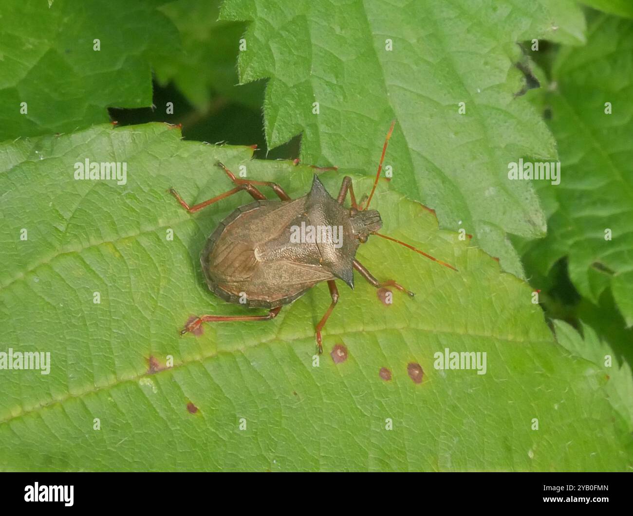 Spiny Shield Bug (Picromerus bidens) Insecta Stock Photo - Alamy