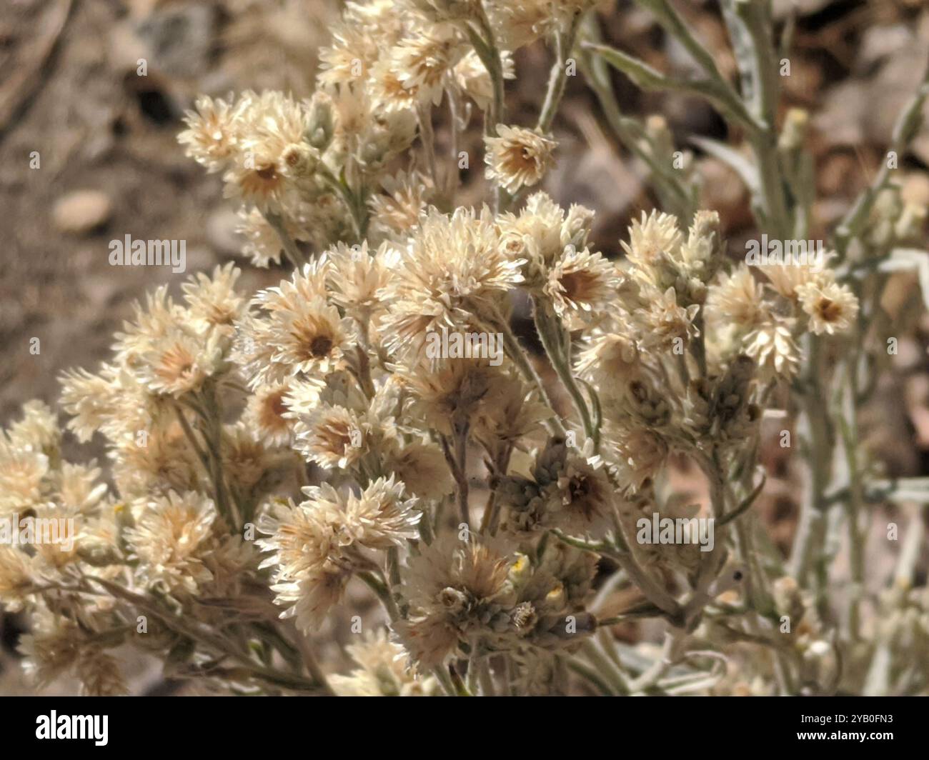 Fragrant Everlasting (Pseudognaphalium beneolens) Plantae Stock Photo ...
