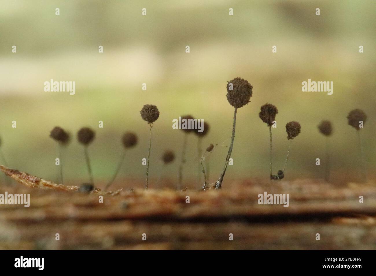 (Comatricha nigra) Protozoa Stock Photo - Alamy