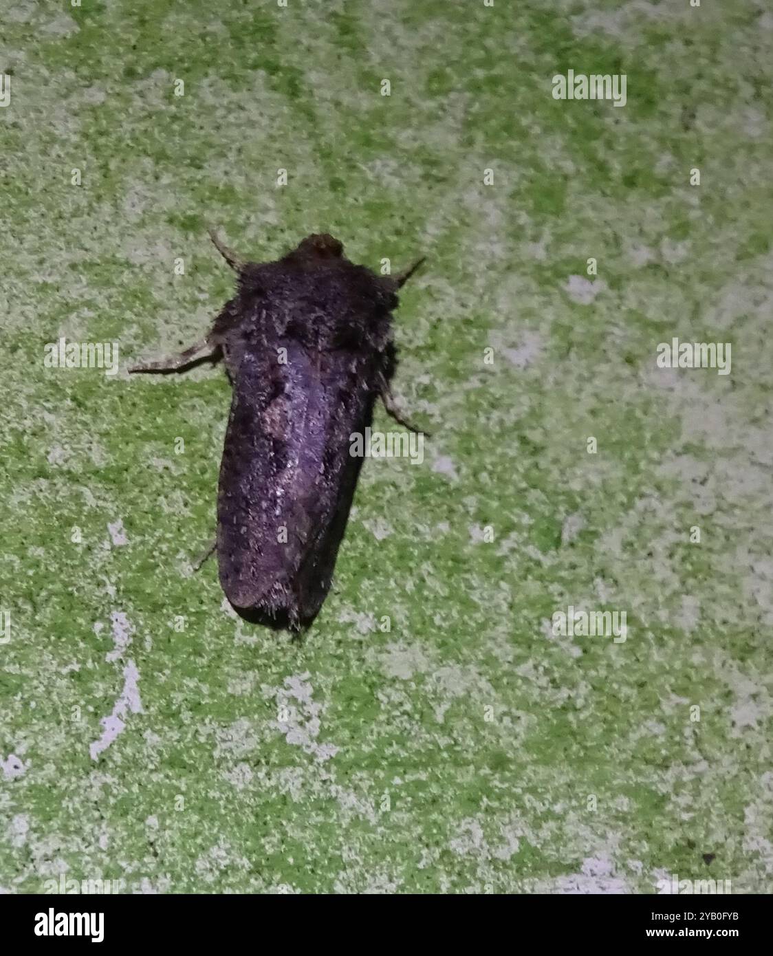 Arcane Grass Tubeworm Moth (Acrolophus arcanella) Insecta Stock Photo ...