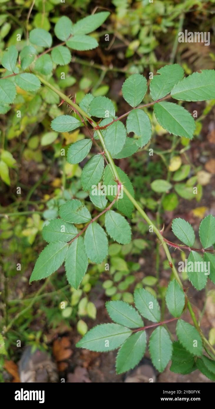 multiflora rose (Rosa multiflora) Plantae Stock Photo - Alamy