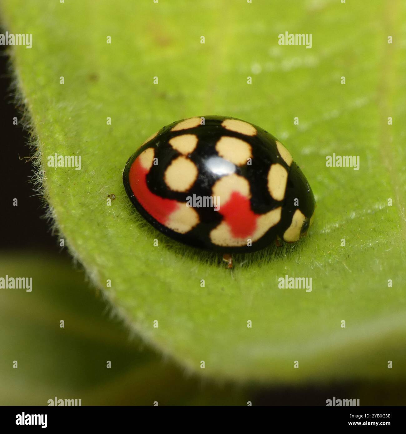 Sulfurous Lady Beetle (Cheilomenes sulphurea) Insecta Stock Photo - Alamy