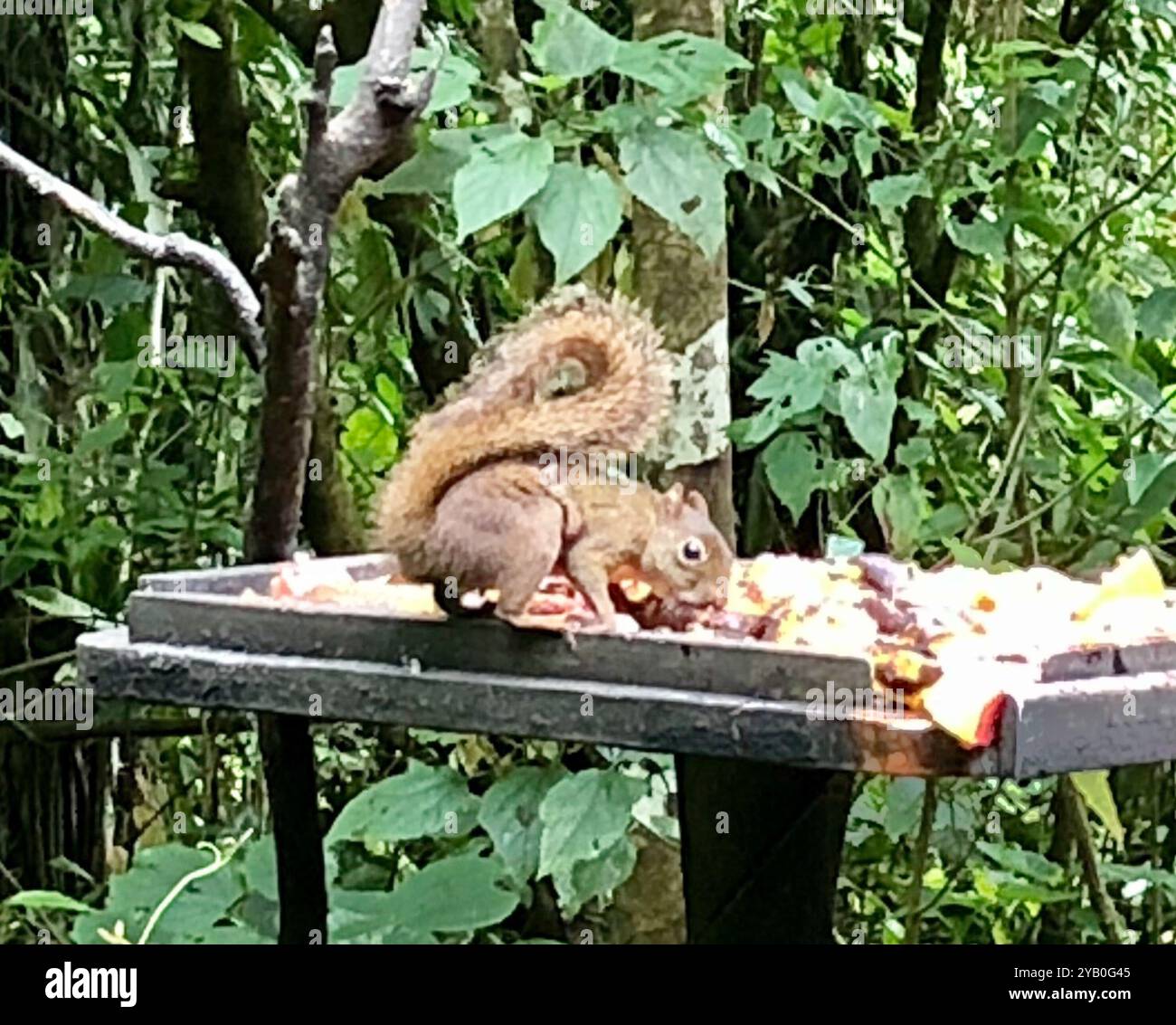 Brazilian Squirrel (Sciurus brasiliensis) Mammalia Stock Photo - Alamy