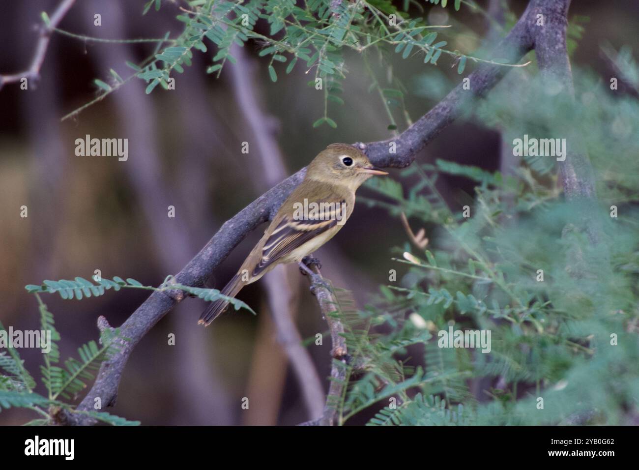 Empidonax Flycatchers (Empidonax) Aves Stock Photo - Alamy