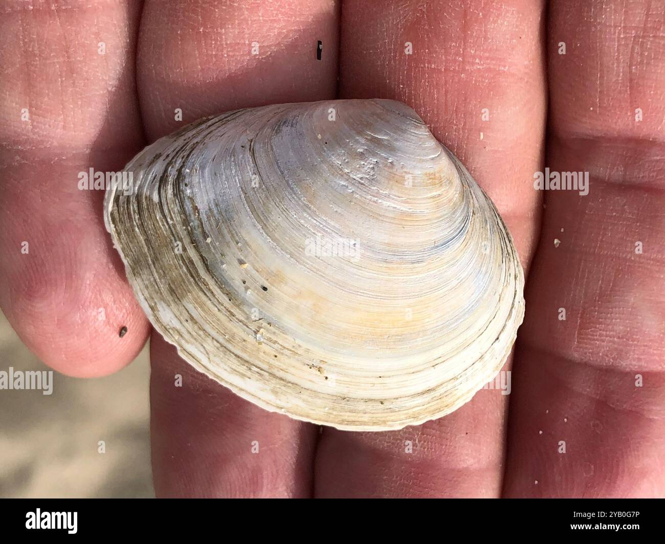 Bent-nosed Clam (Macoma nasuta) Mollusca Stock Photo - Alamy