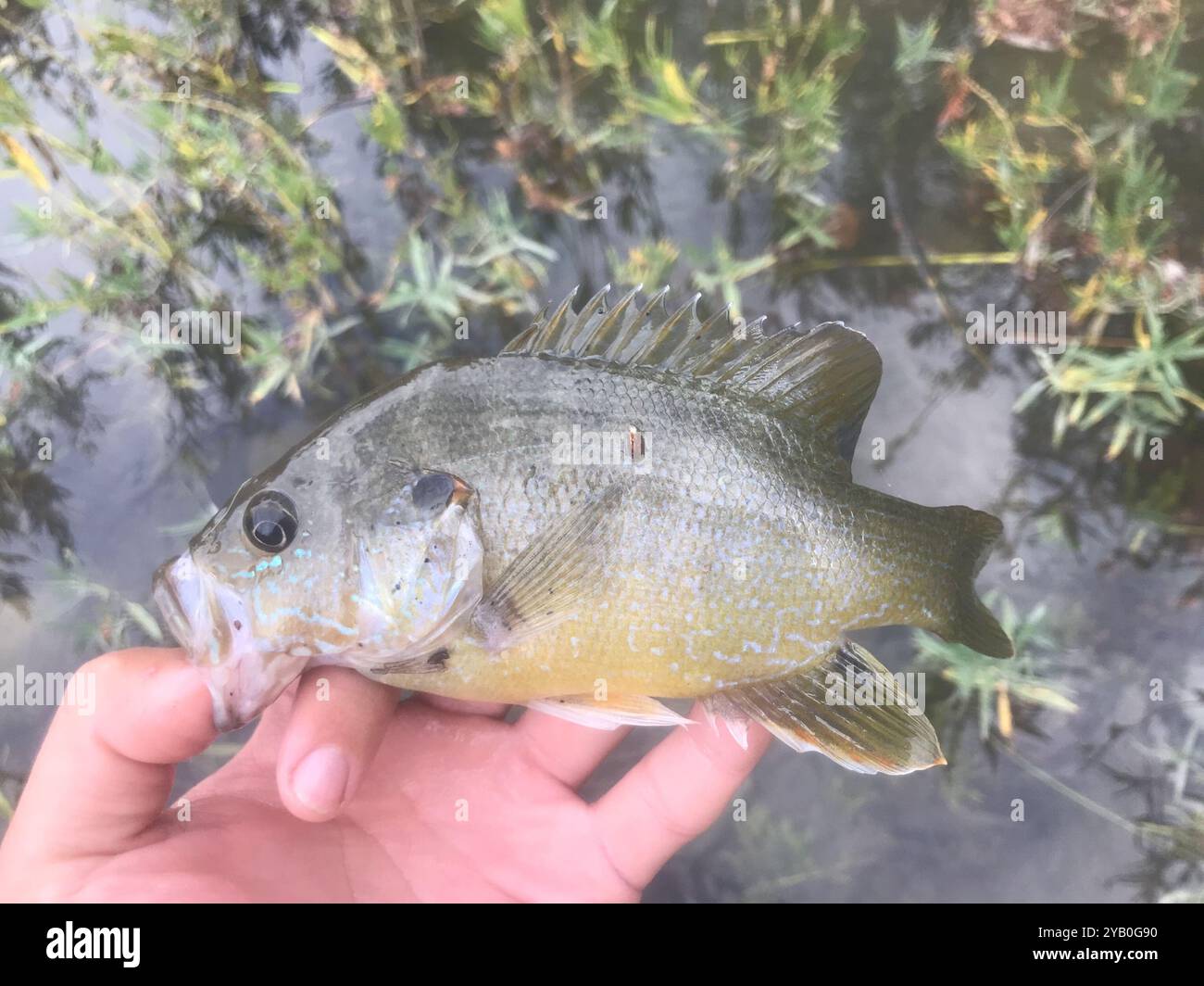 Green Sunfish (Lepomis cyanellus) Actinopterygii Stock Photo - Alamy
