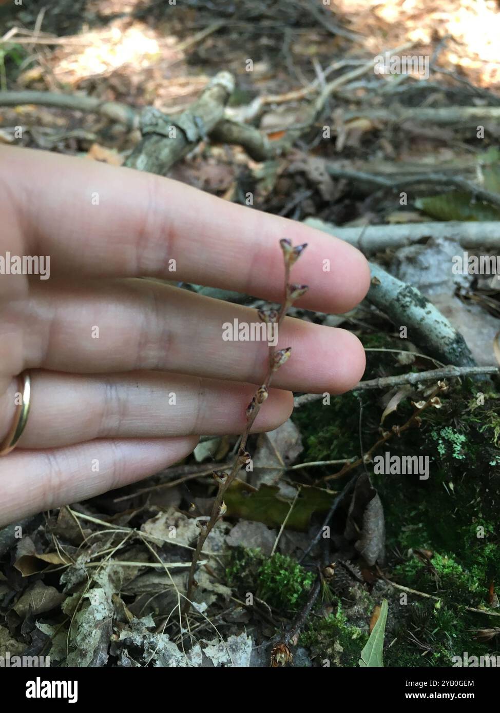 Beechdrops (Epifagus virginiana) Plantae Stock Photo - Alamy