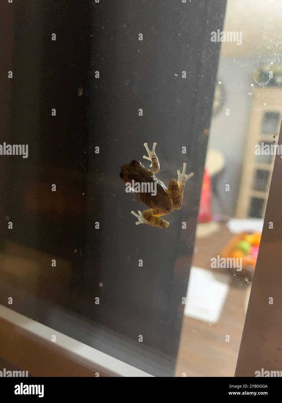 Cope's Gray Treefrog (Hyla chrysoscelis) Amphibia Stock Photo - Alamy