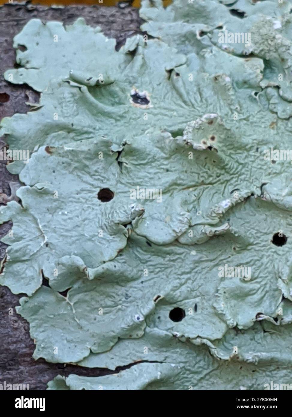 greenshield lichens (Flavoparmelia) Fungi Stock Photo - Alamy