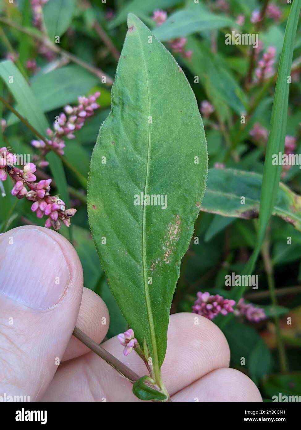 low smartweed (Persicaria longiseta) Plantae Stock Photo - Alamy