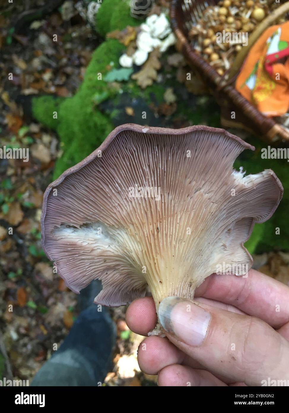 Lilac oysterling (Panus conchatus) Fungi Stock Photo - Alamy