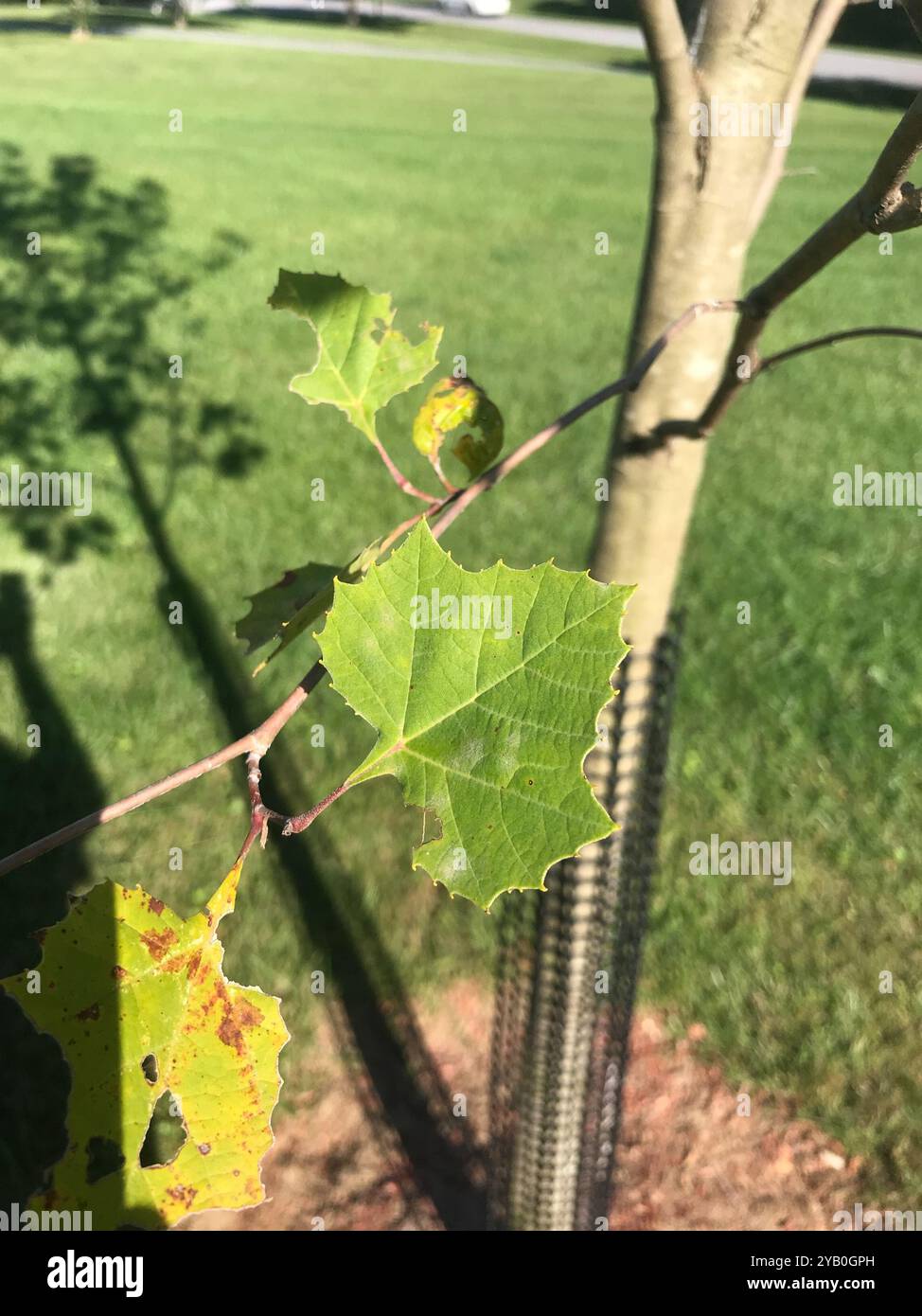American sycamore (Platanus occidentalis) Plantae Stock Photo - Alamy